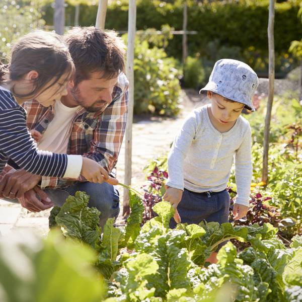 Create An Educational Garden — Weston Wholesale