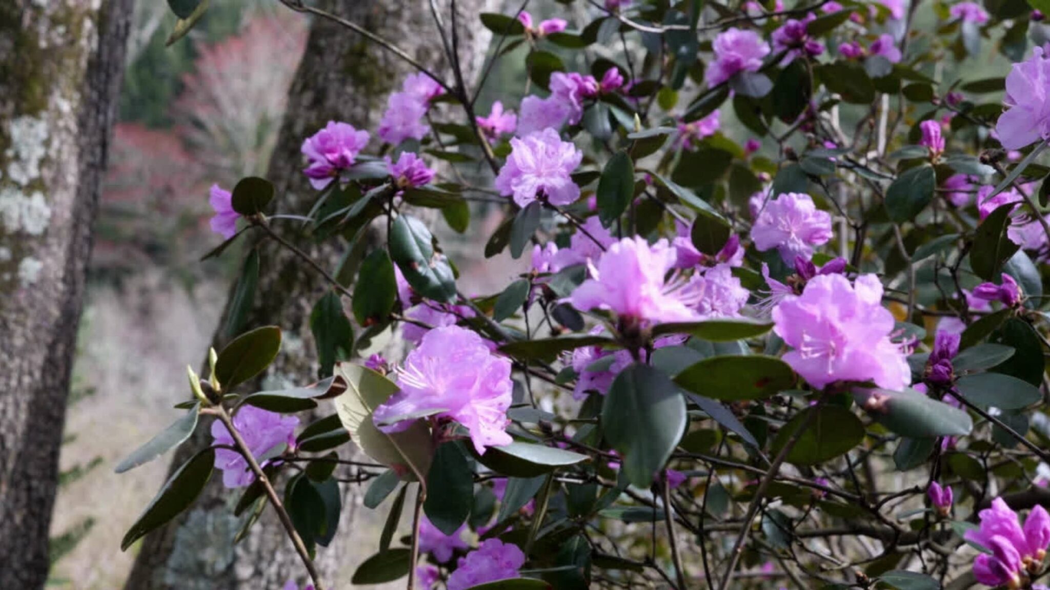 Weston Wholesale — Wholesale Plants and Landscape Supplies